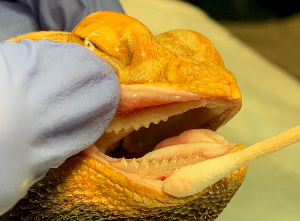 Bearded Dragons Oral Diseases Treated School Of Veterinary Medicine